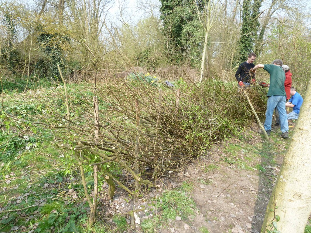 Watercress Wildlife Association » Hedge Laying
