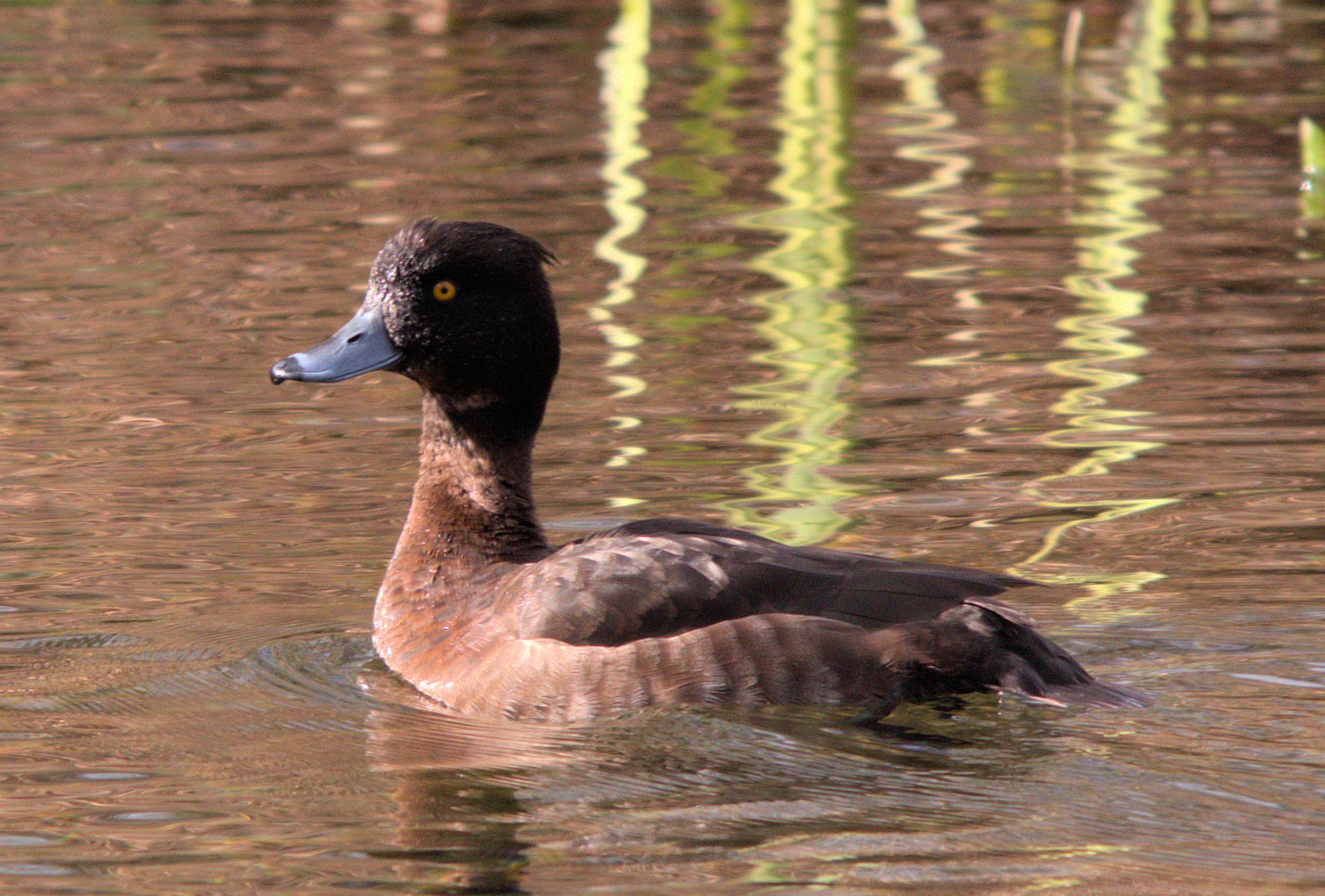 Watercress Wildlife Association
